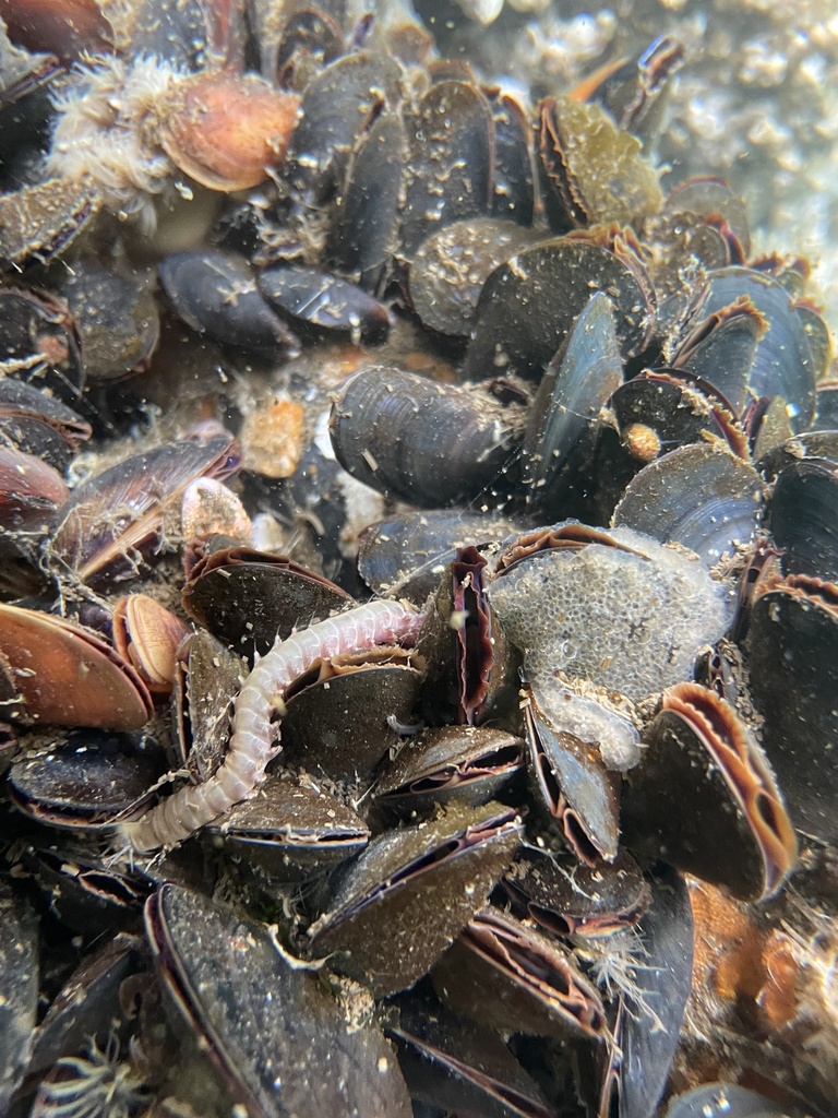 Ragworms and Allies from Sinclair Inlet, Port Orchard, WA, US on ...
