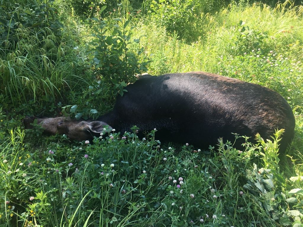 Moose from 2140–2298 Route 8, Stanley, NB, CA on July 08, 2019 at 10:00 ...
