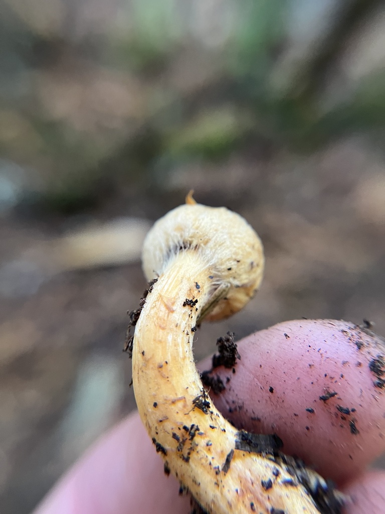 Woolly Pine Spike from Willamette National Forest, Oakridge, OR, US on ...