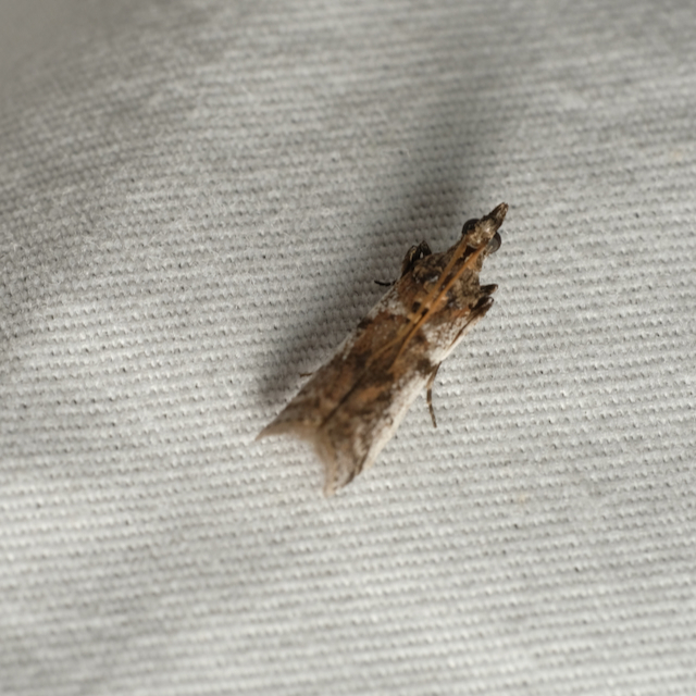 Scale-feeding Snout from Cedar Hill, TX 75104, USA on October 18, 2024 ...