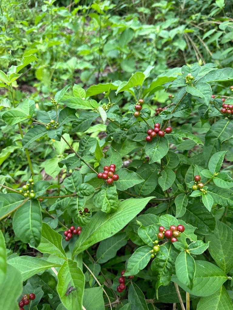 Be Still Tree from San Antonio de Oriente, HN-FM, HN on October 19 ...
