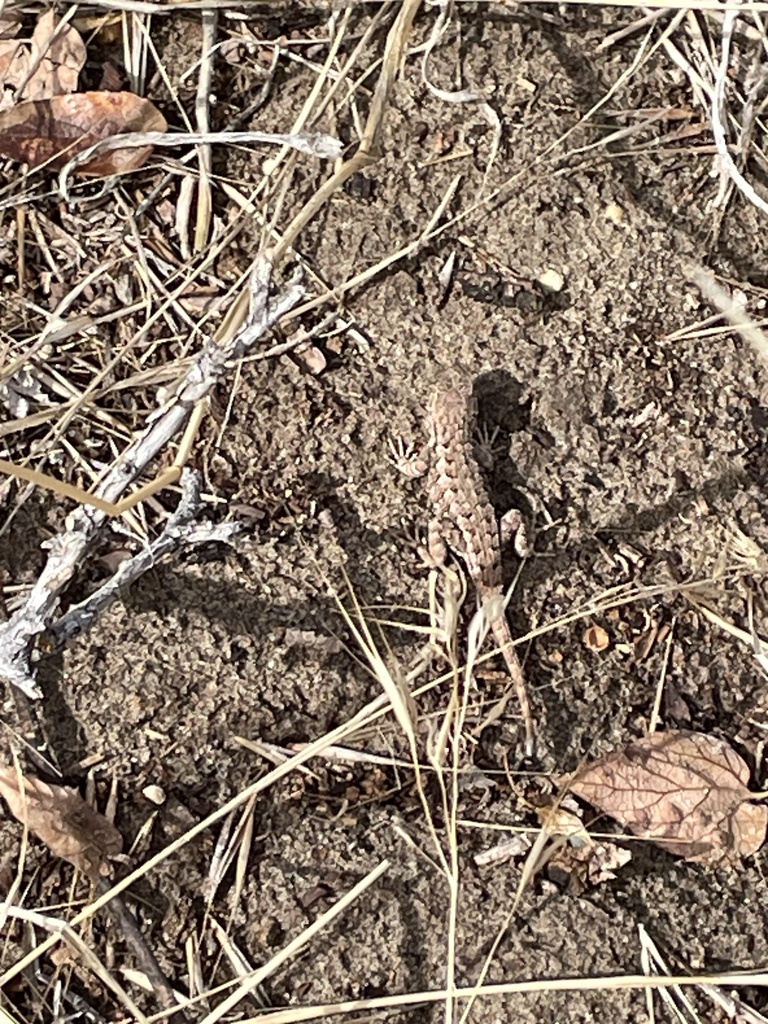 Western Fence Lizard From Whitman National Forest - Headquarters 
