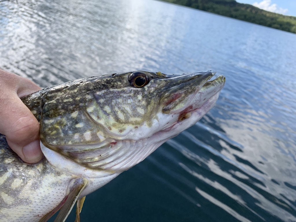 Northern Pike from Portmore Loch, Peebles, Scotland, GB on June 10 ...
