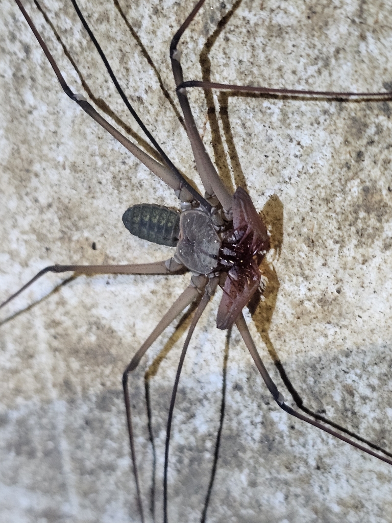 Catageus from C58Q+M2, 31900 Jeram, Perak, Malaysia on October 20, 2024 ...