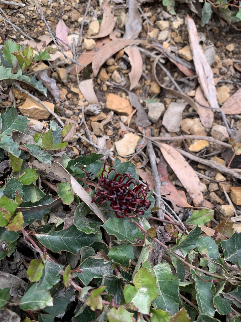 Grevillea repens from Candlebark Tk, Kinglake, VIC, AU on October 20 ...