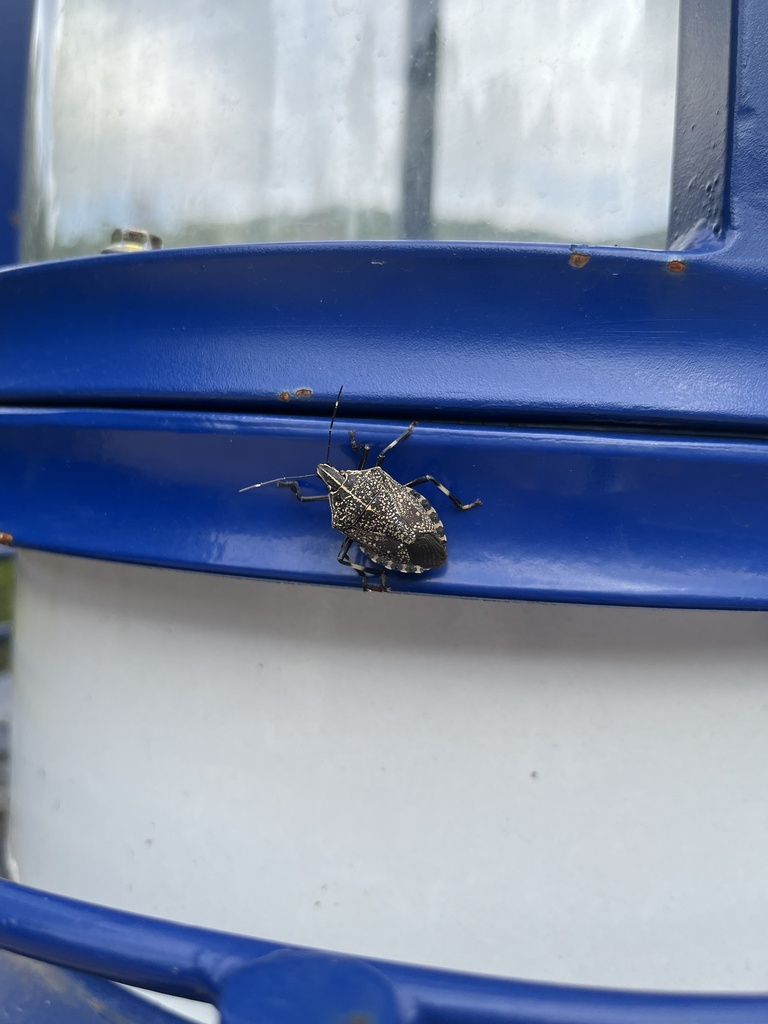 Yellow-spotted Stink Bug from 金湾区, 珠海市, 广东省, CN on October 20, 2024 at ...