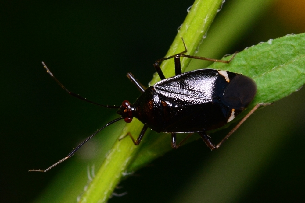 Deraeocoris ater from 대한민국 강원도 원주시 신림면 on July 6, 2019 at 03:54 PM by ...