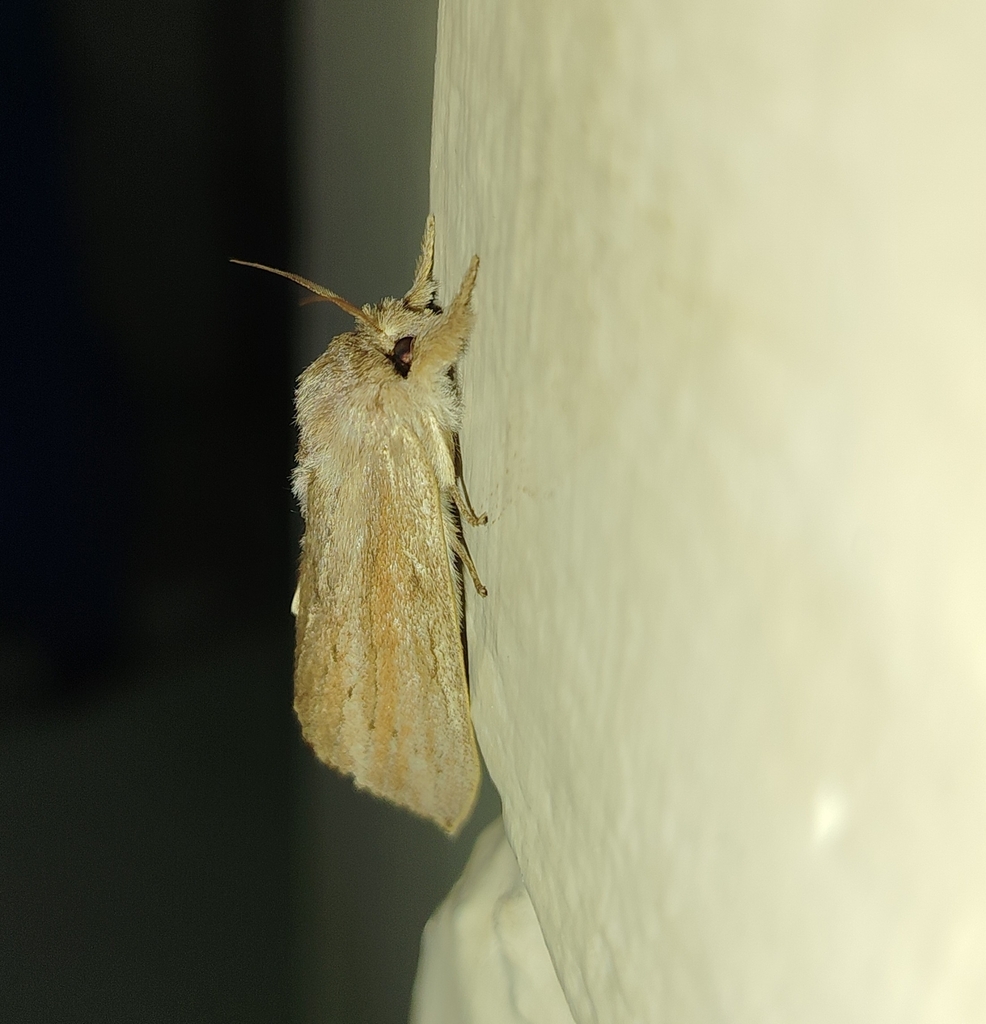 Prominent Moths from X9RV+JX9, Parassinikadavu, Kerala 670563, India on ...