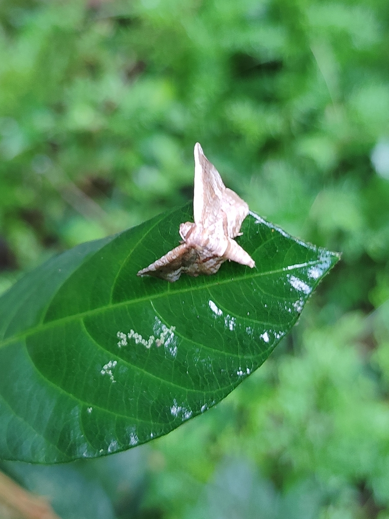 Window-winged Moths from X9RV+JX9, Parassinikadavu, Kerala 670563 ...