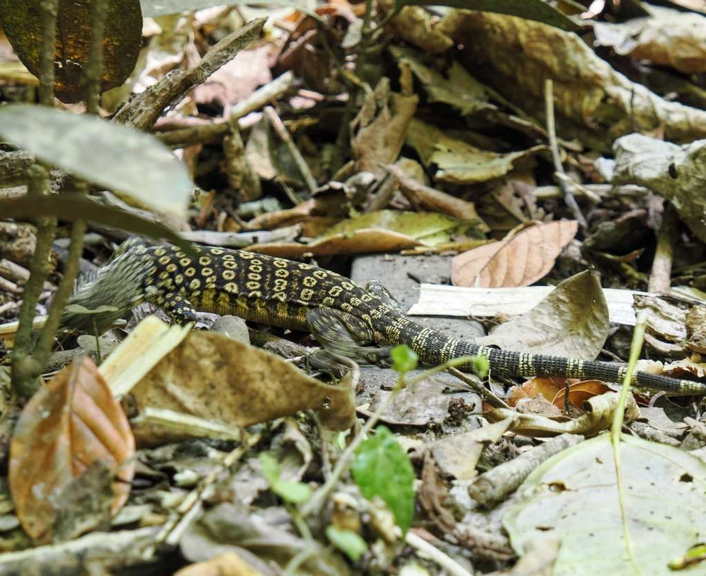 Banded/Spotted Tree Monitor Complex from Bolwarra QLD 4871, Australia ...