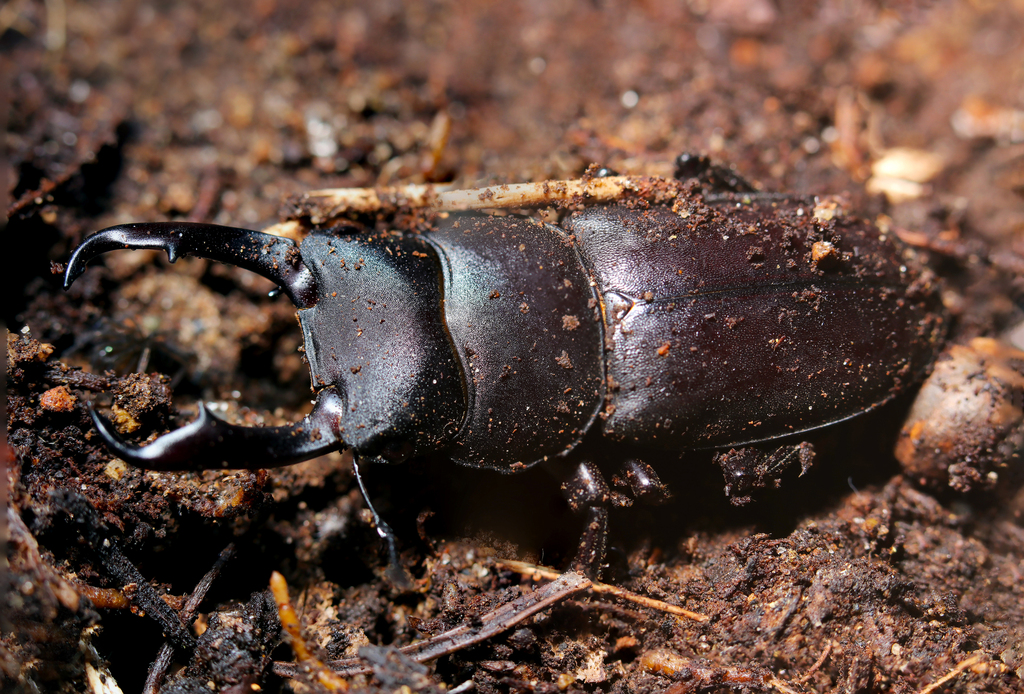 Dorcus rectus rectus from 日本、神奈川県横浜市金沢区 on February 10, 2024 at 11:42 ...