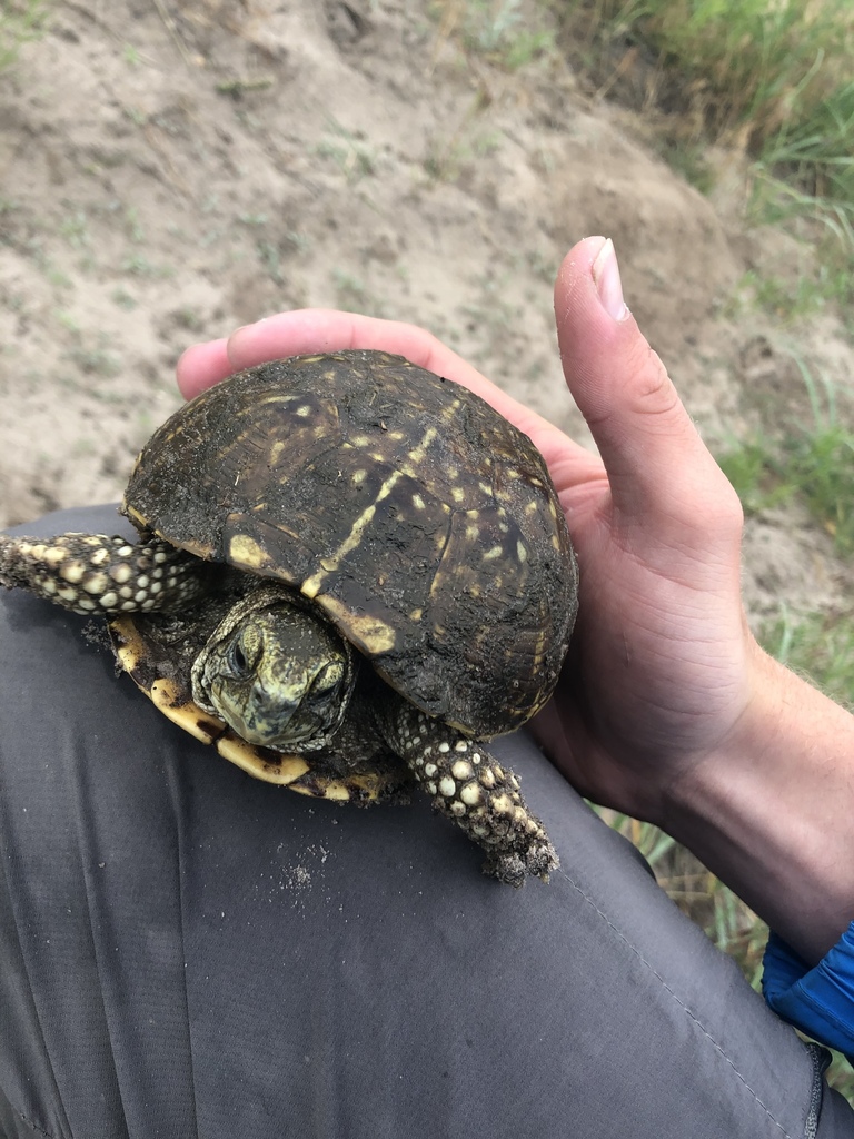 Ornate Box Turtle in July 2019 by Caden Klanderman · iNaturalist