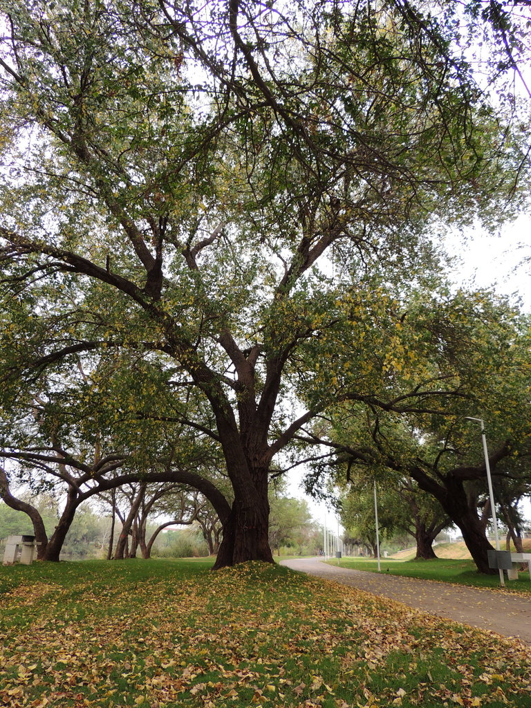 Mexican Poplar from Desarrollo Urbano Tres Ríos, 80020 Culiacán Rosales ...