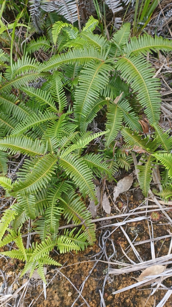 Dichotomy Forked Fern from Hentona, Kunigami, Kunigami District ...