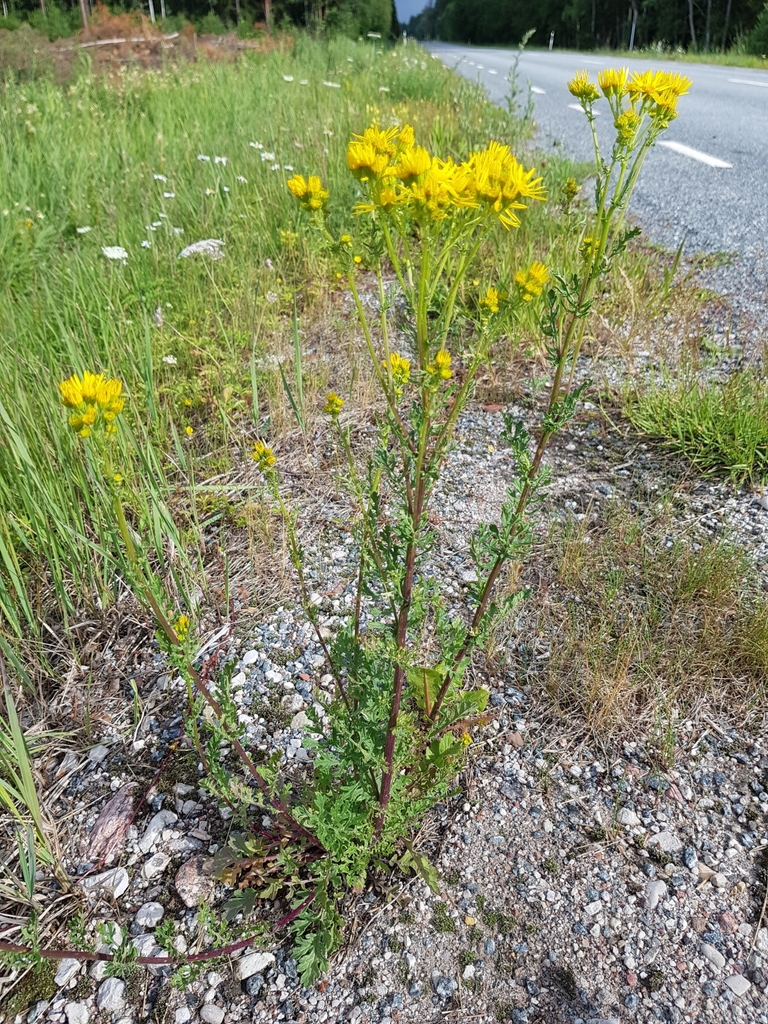 ragwort from Kihelkonna metskond 31, Selgase, 93642 Saare maakond ...
