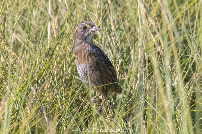 Seaside Sparrow from Cameron Parish, LA, USA on October 19, 2024 at 11: ...