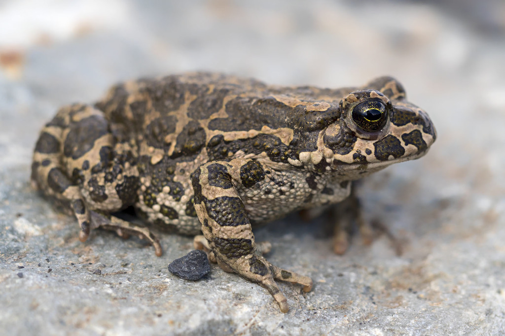 Variable Toad from Mingrélie-et-Haute-Svanétie, Géorgie on June 27 ...