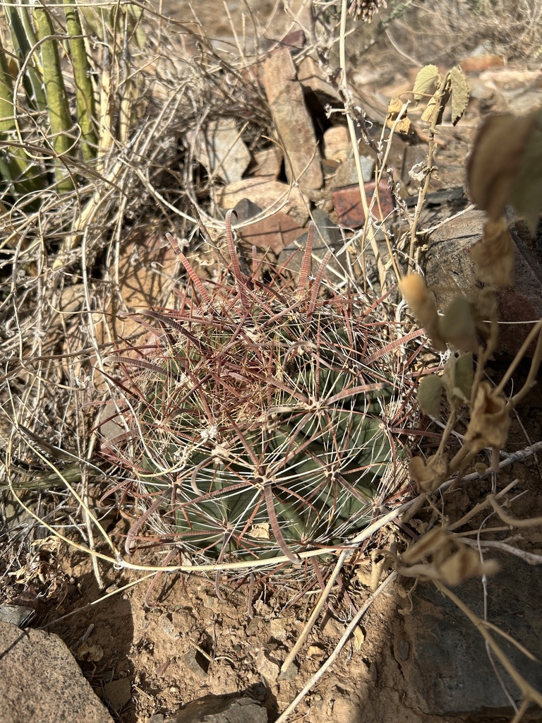 Long-tubercled Cory Cactus in October 2024 by Mia Trevino · iNaturalist