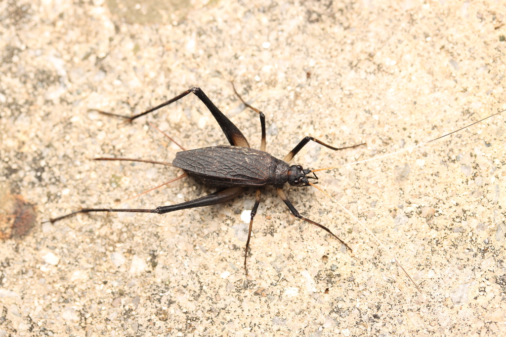 Asian Bell Cricket from 대한민국 전북특별자치도 김제시 흥사동 on September 15, 2024 at ...