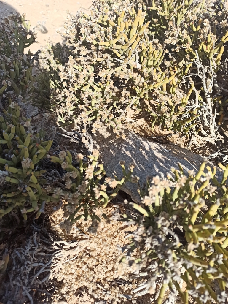 Pencil bush from Arandis, NA-ER, NA on October 20, 2024 at 04:02 PM by ...