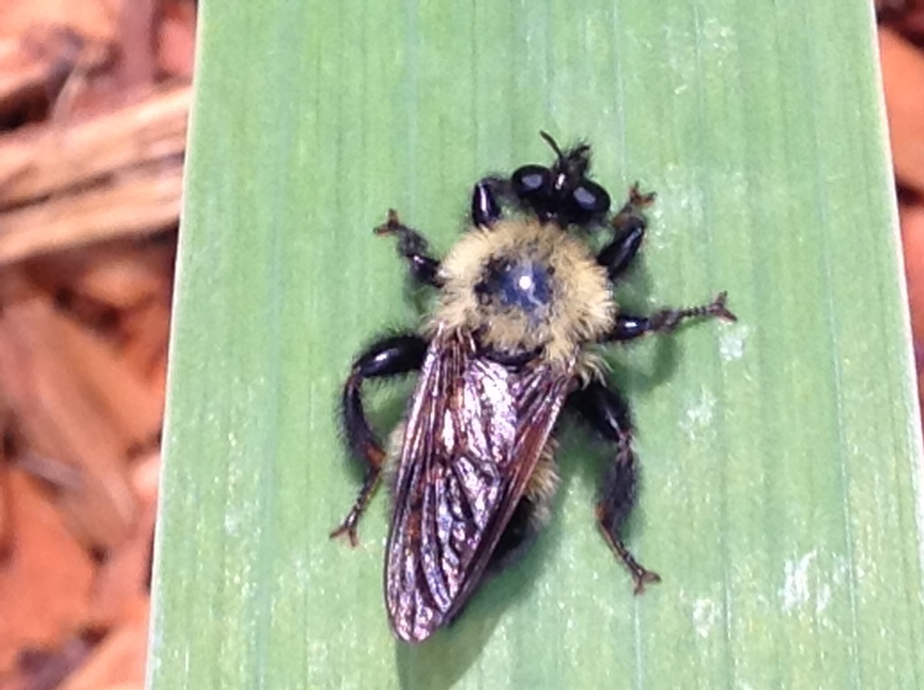 Laphria thoracica from 735 Birch Ave, Westbrook, MN, US on July 8, 2019 ...