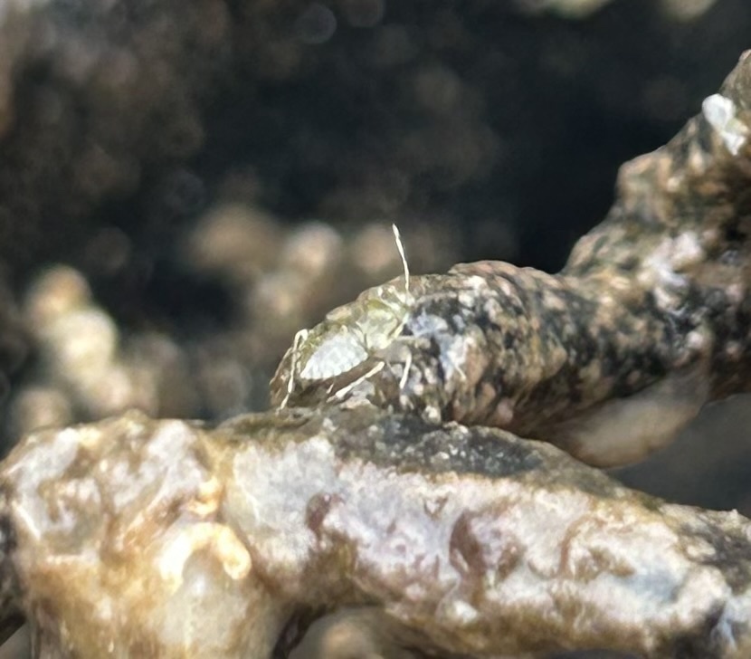 Shore bugs from Waldron Rd, Corpus Christi, TX, US on October 16, 2024 ...