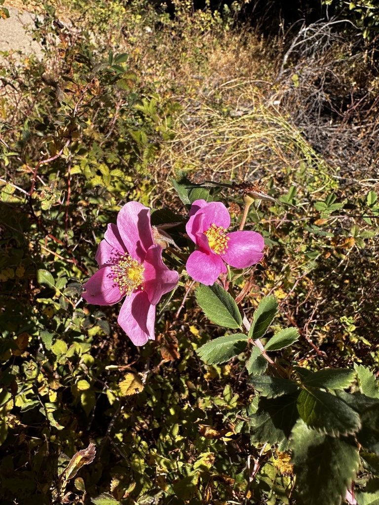 California Wild Rose from Sugarloaf Ridge State Park, Kenwood, CA, US ...