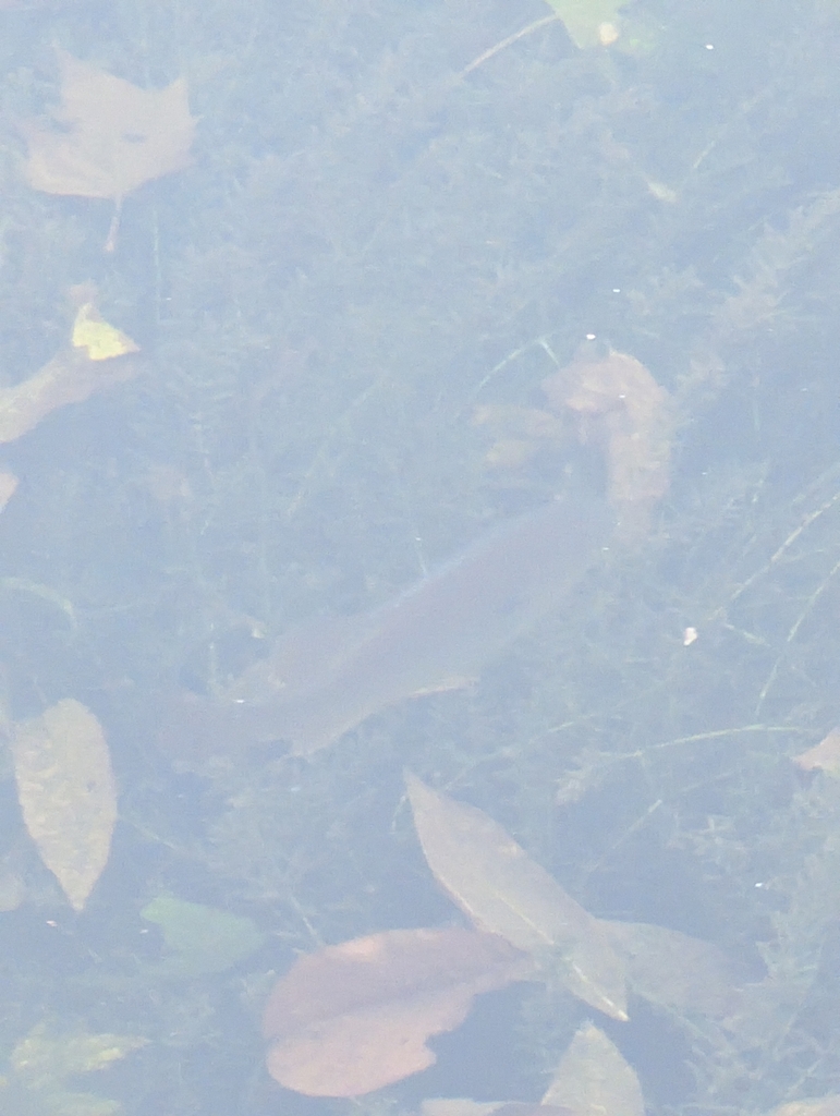 Redbreast Sunfish from Aston Township, PA, USA on October 20, 2024 at ...