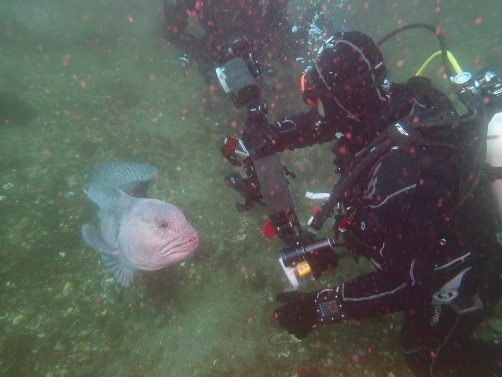 Atlantic Wolffish from Arnesstrytan on June 06, 2019 at 10:27 AM by ...