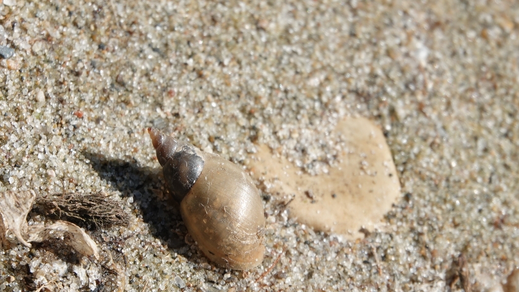 Great Pond Snail from Pelican Rapids, MN 56572, USA on October 20, 2024 ...