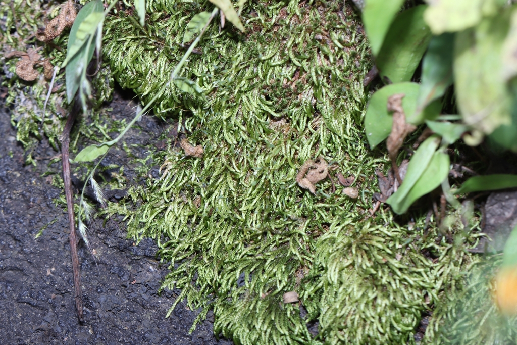 seductive entodon moss from Espacio Escultórico, C.U., 04510 Ciudad de ...