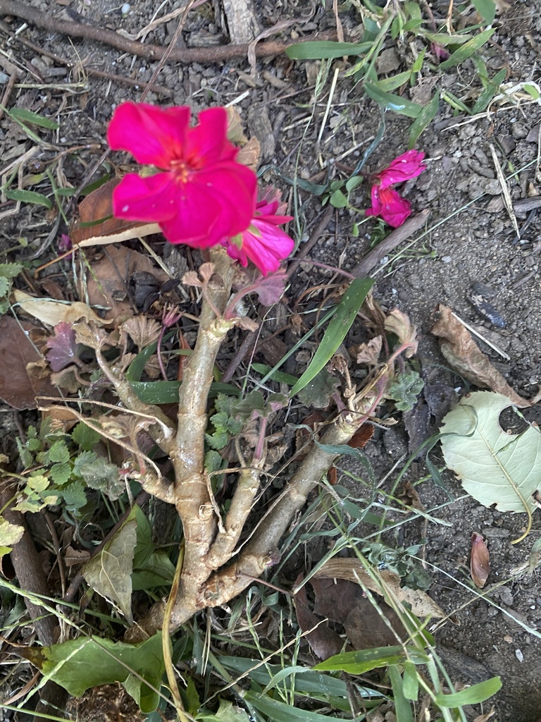 dicots from Long Island, New York, NY, US on October 20, 2024 at 09:36 ...