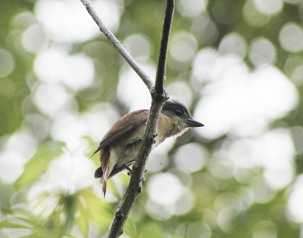 Crested Becard from Gral Manuel Belgrano, Misiones, Argentina on ...