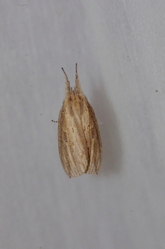 Periergos antennae · NaturaLista Colombia