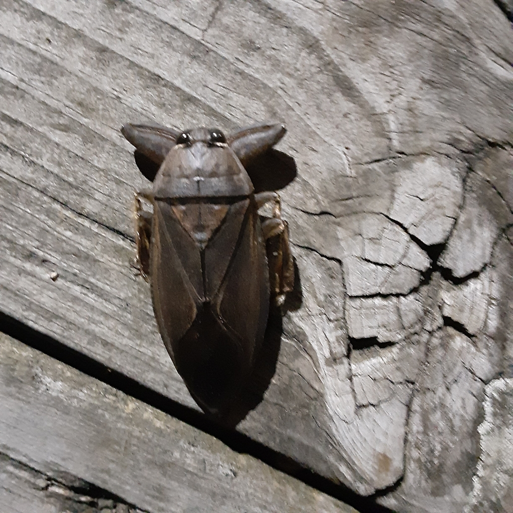 American Giant Water Bug from Orangeville Township, MI, USA on October ...