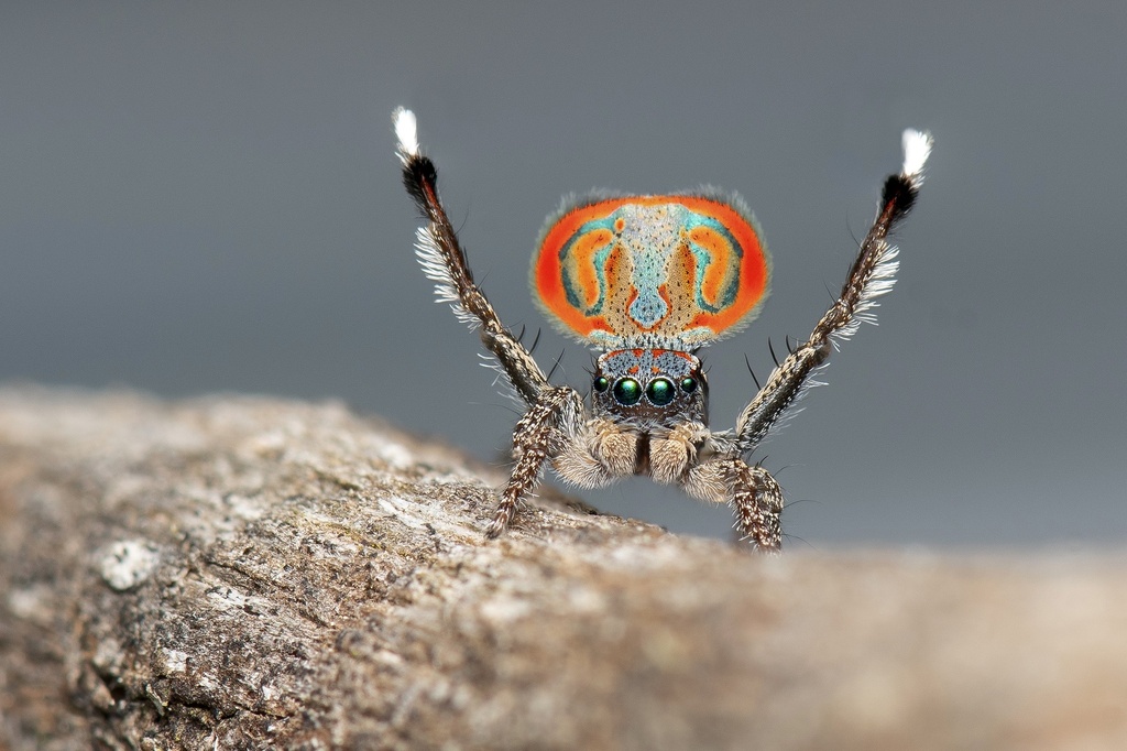 Elephant-face Peacock Spider from Hanging Rock State Forest, Nundle ...