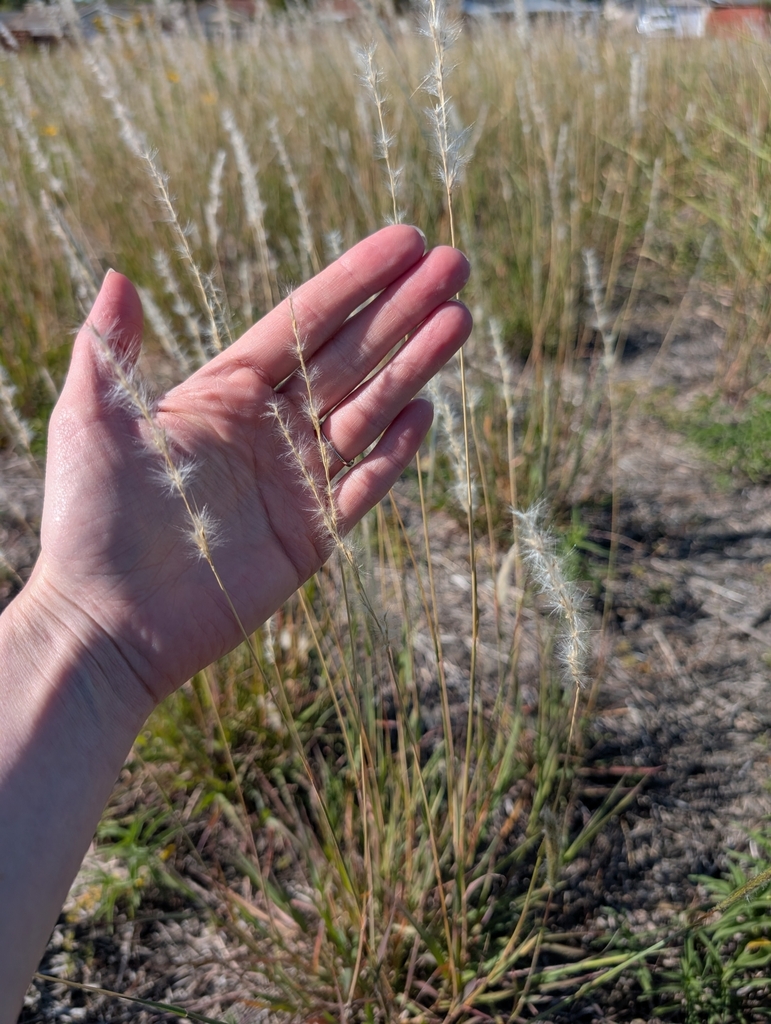 silver bluestem from Mesquite, TX 75150, USA on October 20, 2024 at 03: ...