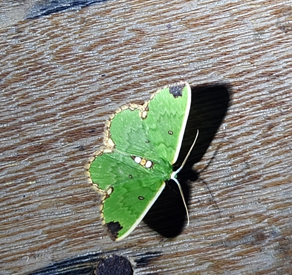 Emerald Moths from Mistrató, Risaralda, Colombia on October 20, 2024 at ...