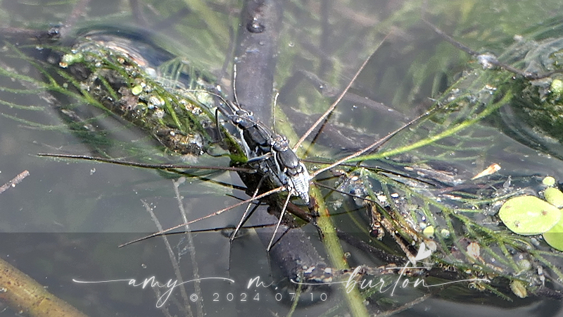 Neogerris hesione from Herrick Lake; North, Herrick Lake Forest ...