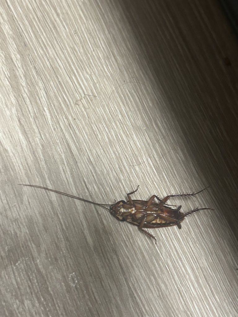 American Cockroach from Texas A&M University-Corpus Christi, Corpus ...