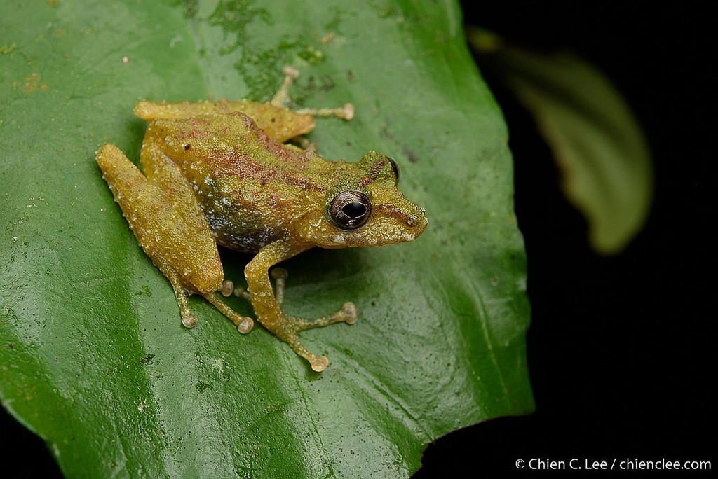 Gunung Mulu Bubble-nest Frog from Sarawak, MY on May 4, 2016 at 09:01 ...