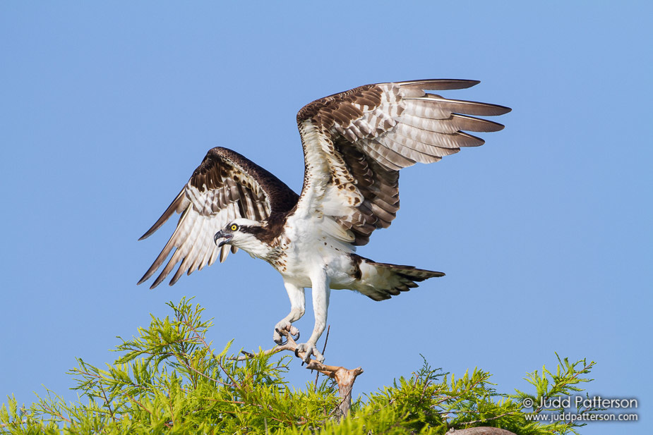 Osprey from Indian River, Florida, United States on May 08, 2011 at 08: ...