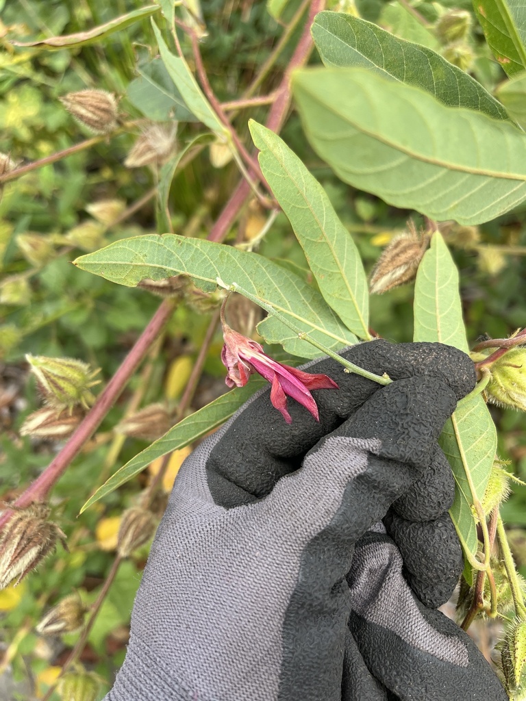 Dusky coral pea from Marakari Cr, Mount Coolum, QLD, AU on October 21 ...