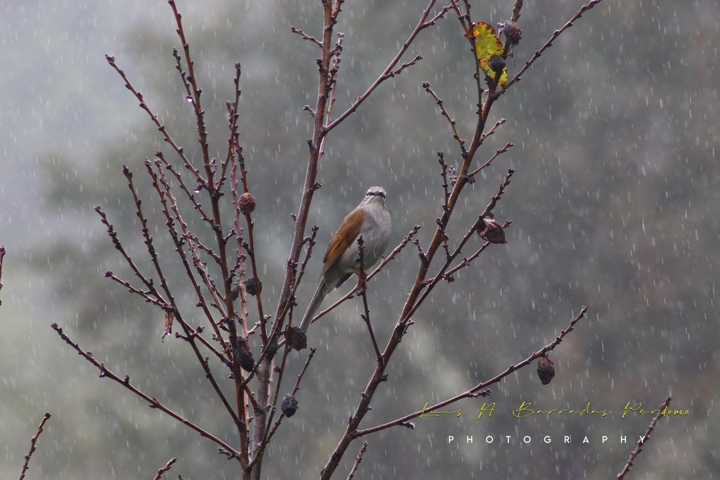 Brown-backed Solitaire from Xico, Ver., México on October 20, 2024 at ...