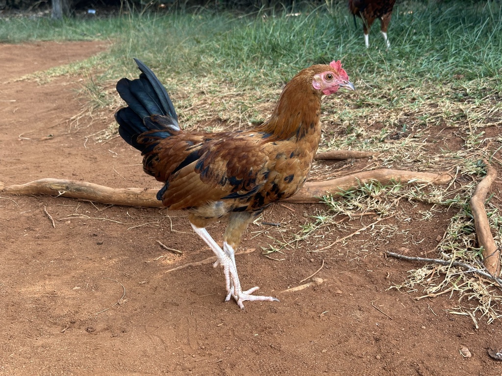Domestic Chicken from Blue Hole Park, Bermuda, BM on August 11, 2024 at ...