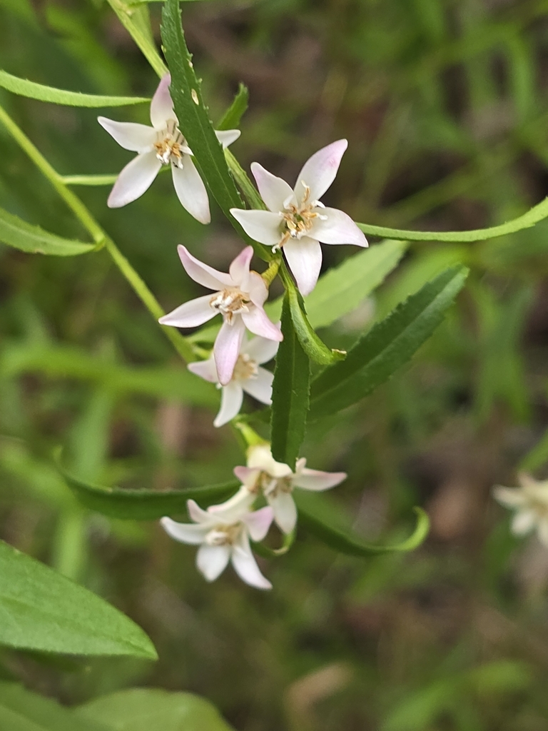 Crowea angustifolia angustifolia from Boorara Brook WA 6262, Australia ...