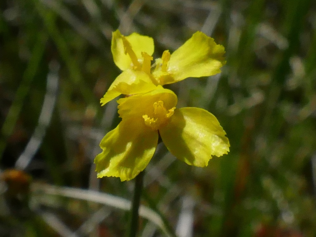 northern yellow-eyed grass from St. Lawrence County, US-NY, US on July ...