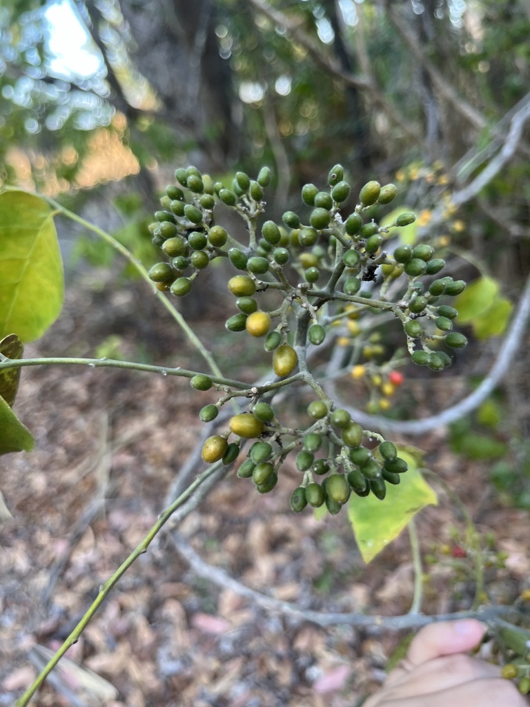 limeberry from Great Barrier Reef, Horseshoe Bay, QLD, AU on October 20 ...
