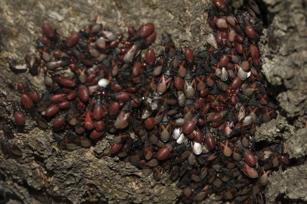 Lime seed bug from Kraczkowa, Polska on October 21, 2024 at 01:45 PM by ...