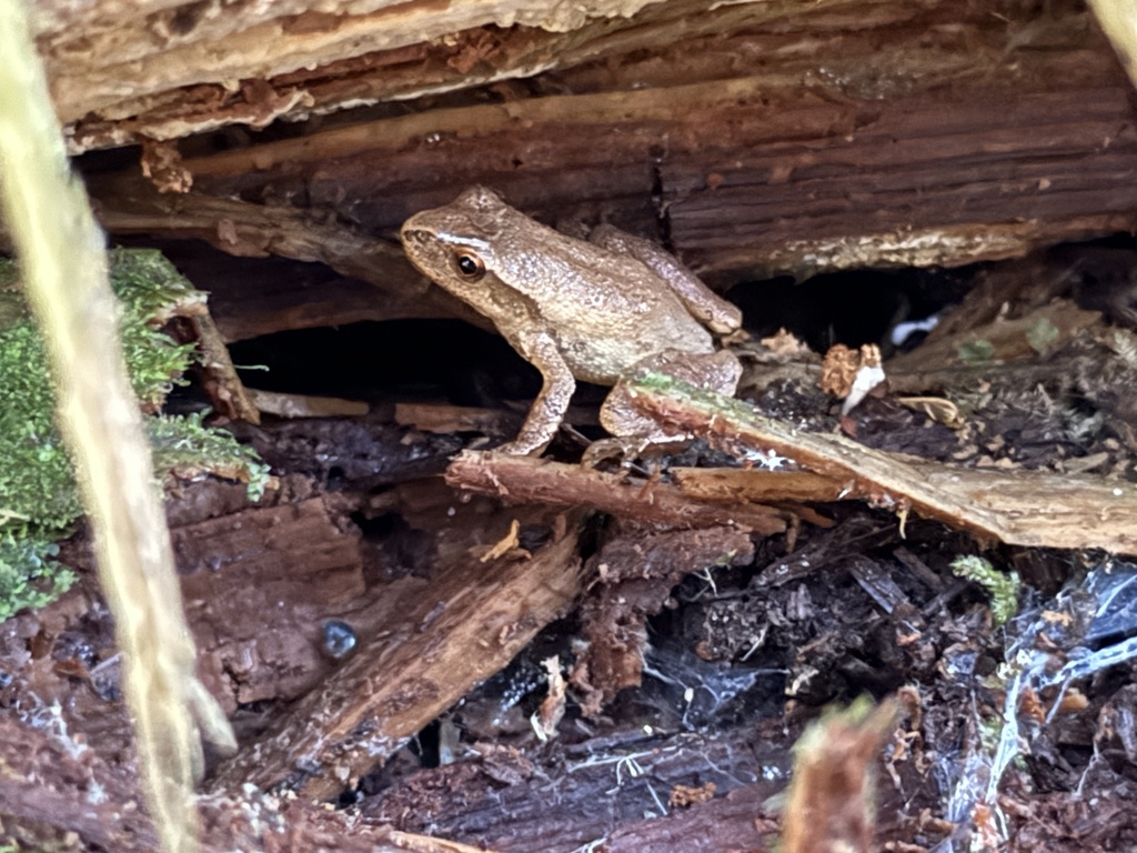Spring Peeper from Adirondack Park, Tupper Lake, NY, US on October 20 ...